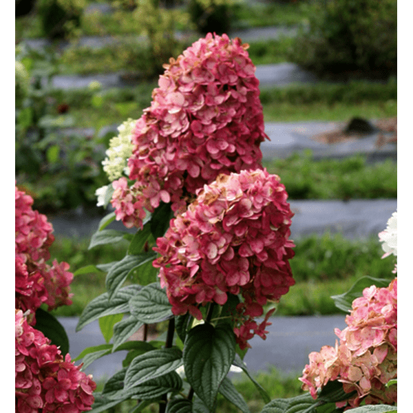 HYDRANGEA MACR. FOREVER PINK – Jardin Jasmin