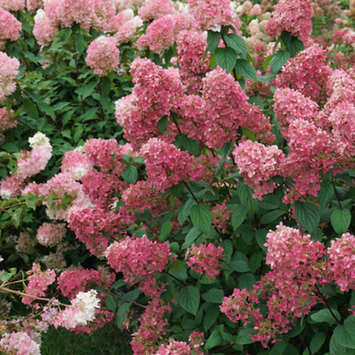 Syringa x – Pépinière Jasmin
