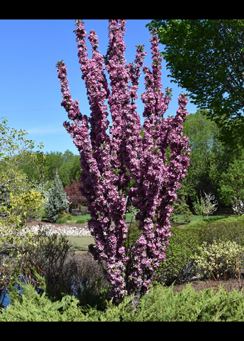 Malus – Pépinière Jasmin