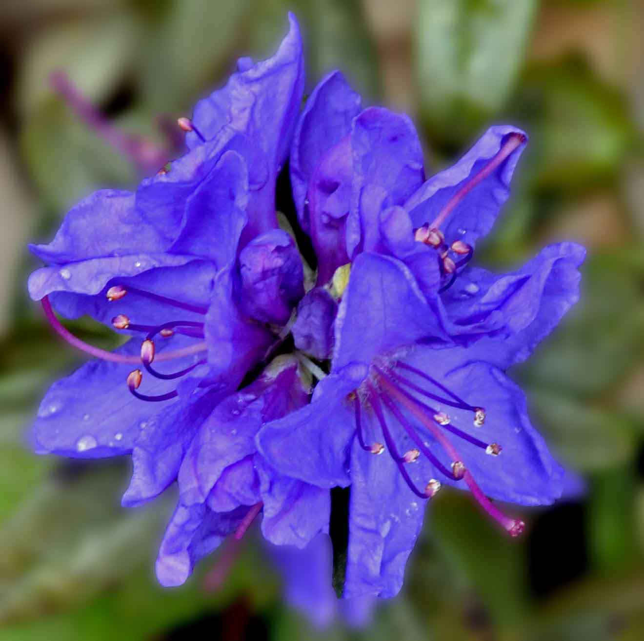 RHODODENDRON CAT. ENGLISH ROSEUM – Jardin Jasmin