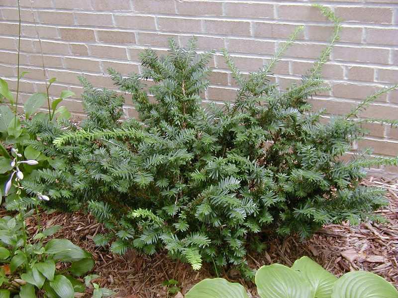 TAXUS CANADENSIS – Jardin Jasmin