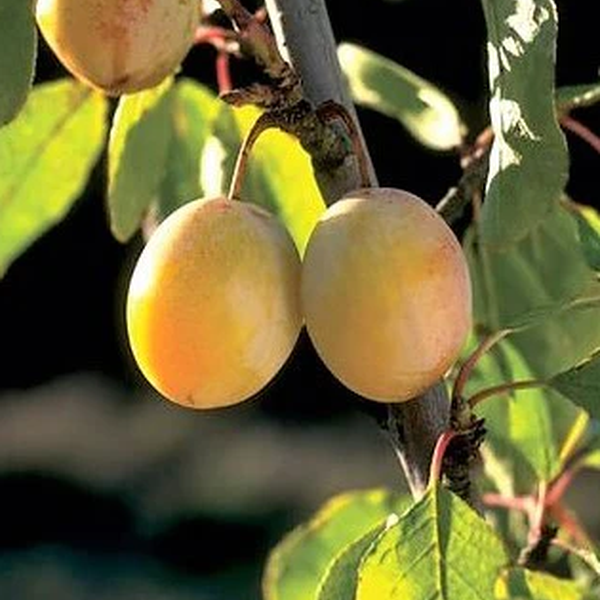 Prunus salicina ‘Brookgold’ – Pépinière Jasmin