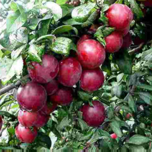 Prunus salicina ‘Brookgold’ – Pépinière Jasmin