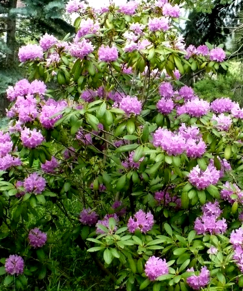 Rhododendron catawbiense – Pépinière Jasmin