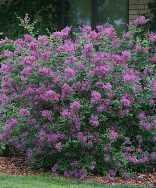 Syringa x – Pépinière Jasmin