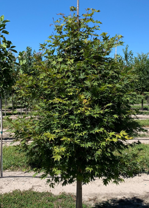 Acer x pseudosieboldianum – Pépinière Jasmin Acer x pseudosieboldianum – Pépinière Jasmin