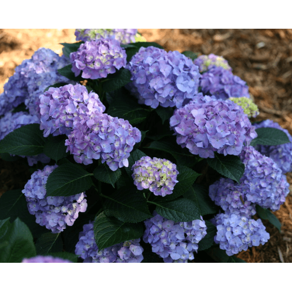 HYDRANGEA MACR. EVERLASTING REVOLUTION – Jardin Jasmin
