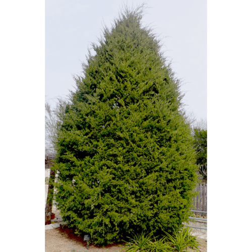 TAXUS MED. WARDII – Jardin Jasmin
