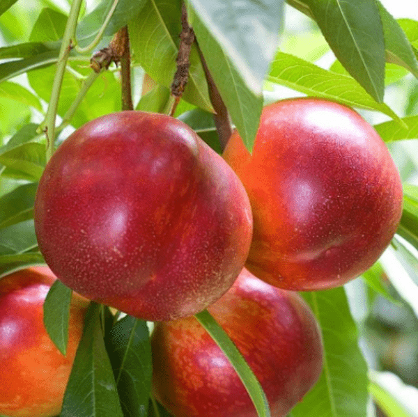 Prunus persica var. nucipersica ‘Fantasia’ – Pépinière Jasmin