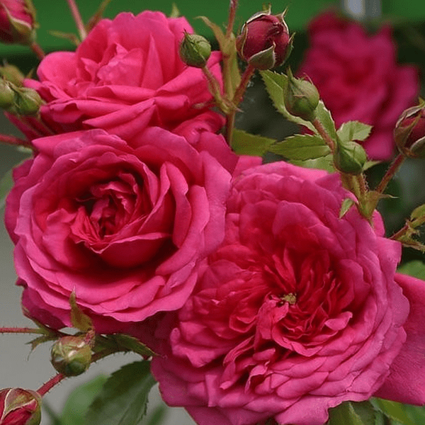 Rosa ‘Laguna’ – Pépinière Jasmin