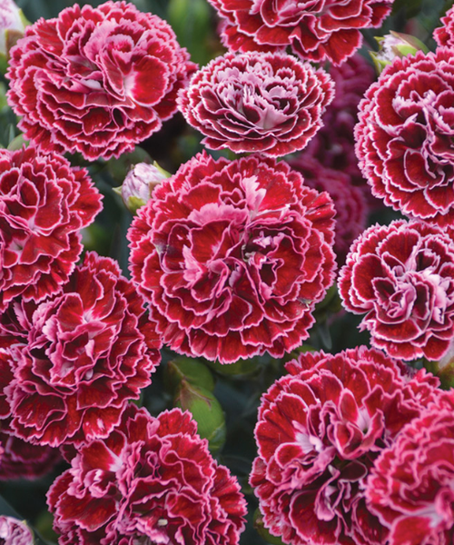 Dianthus Fruit Punch – Pépinière Jasmin