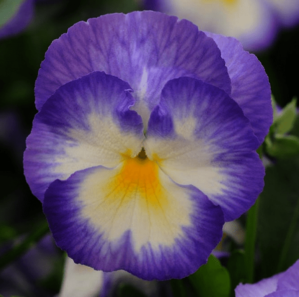 VIOLA HALO VIOLET – Jardin Jasmin VIOLA HALO VIOLET – Jardin Jasmin