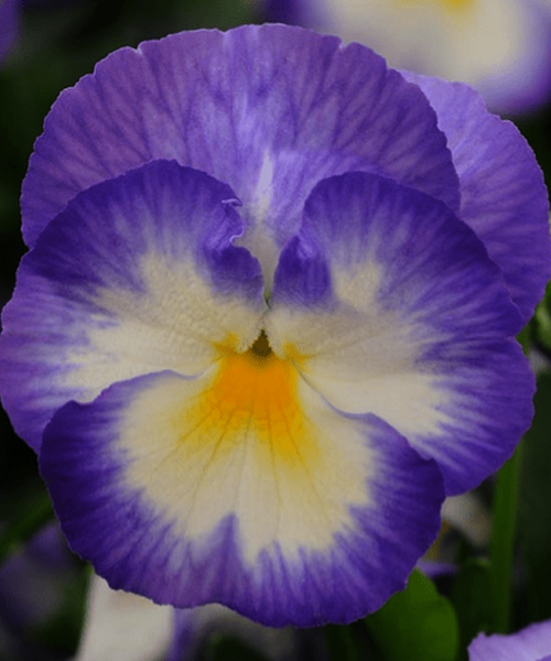 Viola cornuta – Pépinière Jasmin
