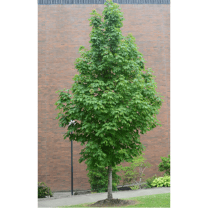 ACER RUBRUM BRANDYWINE – Jardin Jasmin
