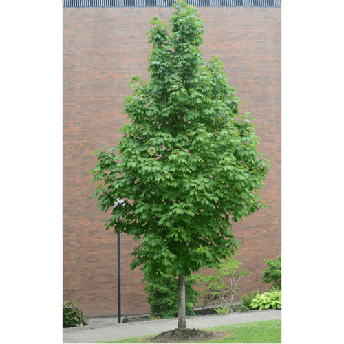 ACER RUBRUM BRANDYWINE – Jardin Jasmin