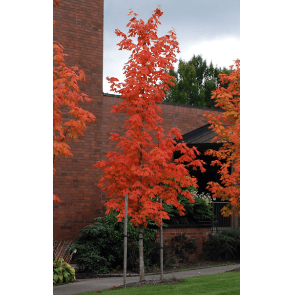 Acer Saccharum