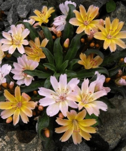 Lewisia longipetala – Pépinière Jasmin