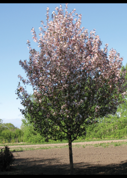 Malus – Pépinière Jasmin