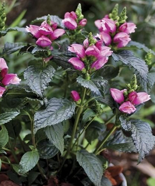 Chelone lyonii – Pépinière Jasmin