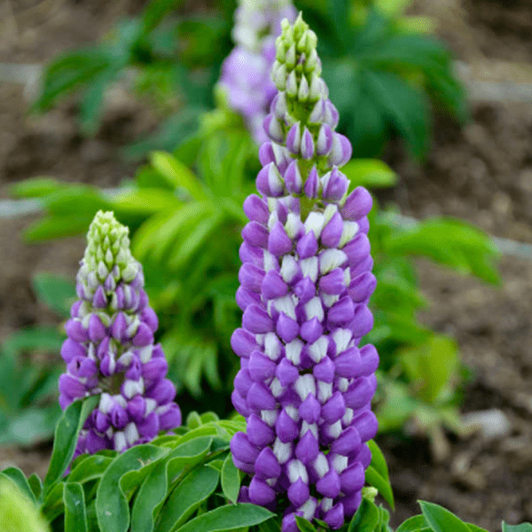 LUPINUS MINI GALLERY PINK BICOLOR – Jardin Jasmin