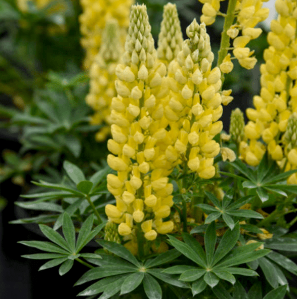 LUPINUS MINI GALLERY RED – Jardin Jasmin