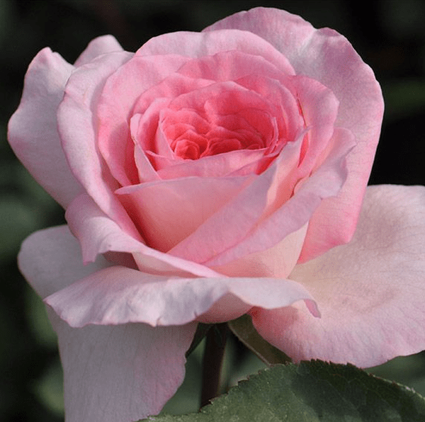 CANADIAN SHIELD – Jardin Jasmin