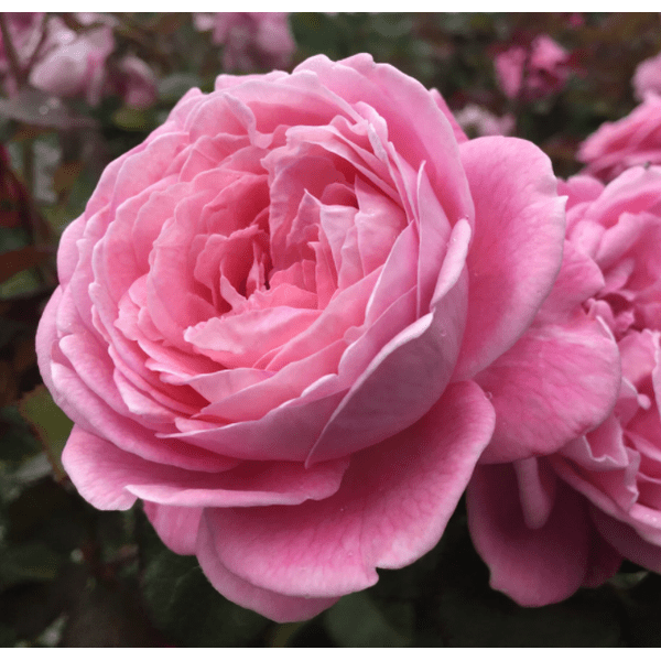 FIRST CRUSH PARFUMA – Jardin Jasmin