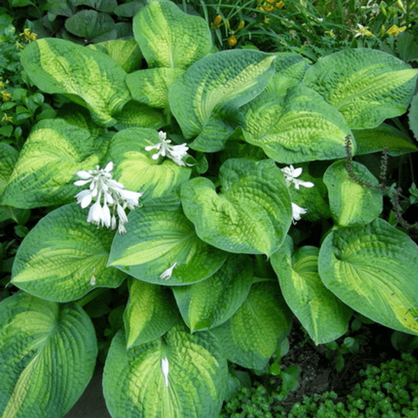 Hosta ‘Brother Stefan’ – Pépinière Jasmin