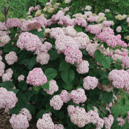 HYDRANGEA ARB. INVINCIBELLE RUBY – Jardin Jasmin
