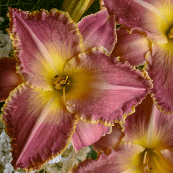 Hemerocallis ‘Judy Judy’ – Pépinière Jasmin