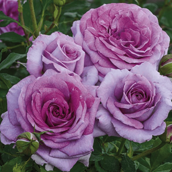 Rosa ‘Cherry Lady’ – Pépinière Jasmin