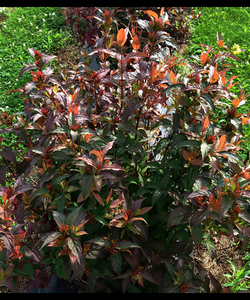 Diervilla – Pépinière Jasmin