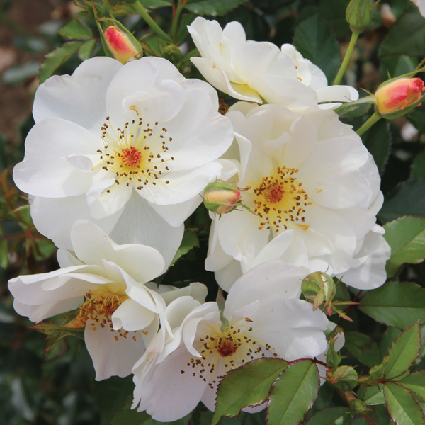 Rosa ‘Oscar Peterson’ – Pépinière Jasmin