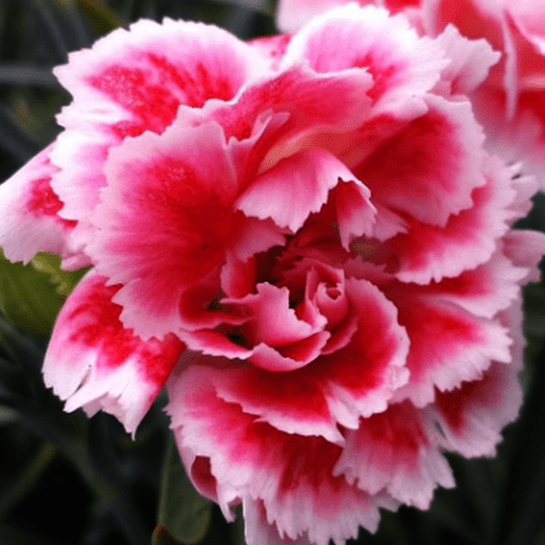 Dianthus Scent First – Pépinière Jasmin