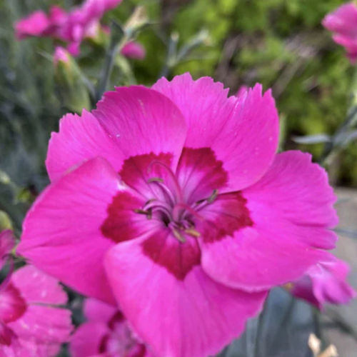 Clematis – Pépinière Jasmin