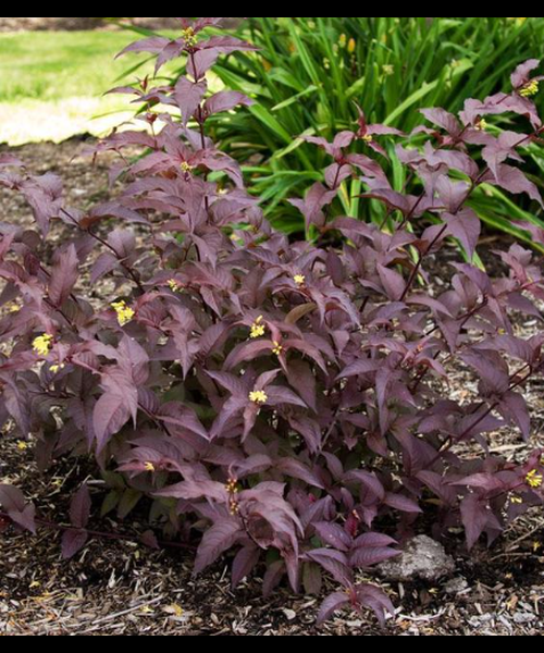 Diervilla splendens – Pépinière Jasmin