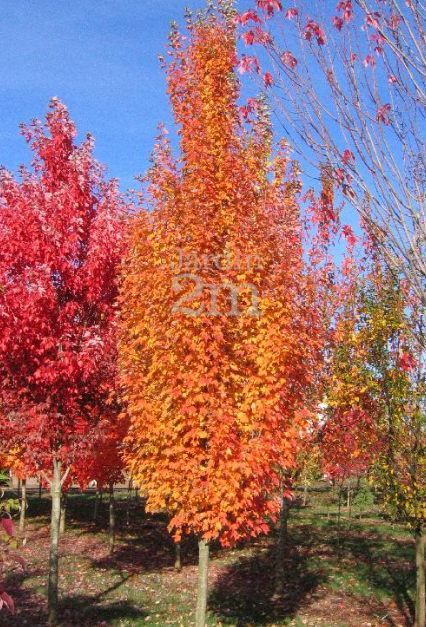 Acer rubrum – Pépinière Jasmin
