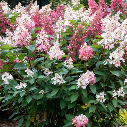 Hydrangea paniculata – Pépinière Jasmin