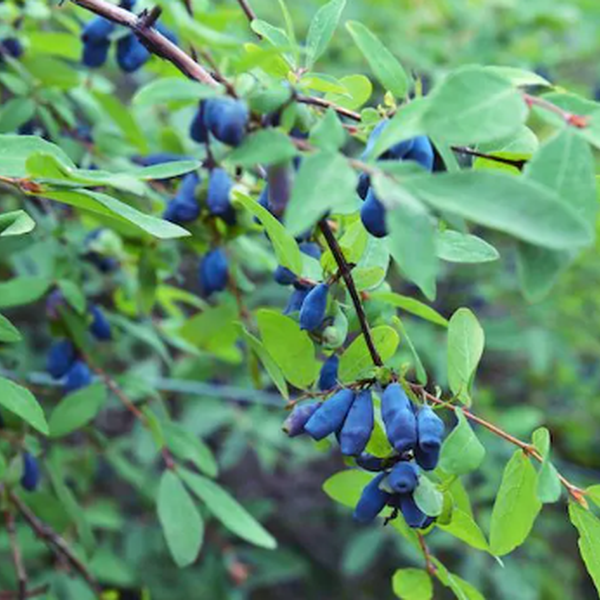 Lonicera caerulea ‘Honey Bee’ – Pépinière Jasmin