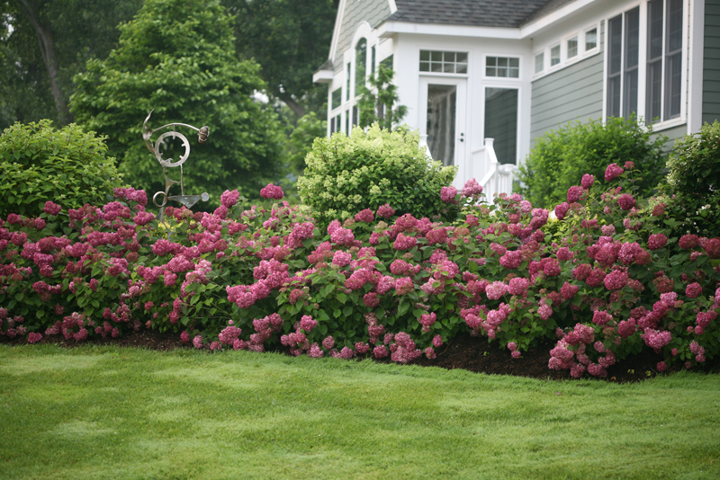 HYDRANGEA ARB. INVINCIBELLE WEE WHITE – Jardin Jasmin