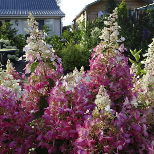 HYDRANGEA PAN. LAVALAMP FLARE – Jardin Jasmin