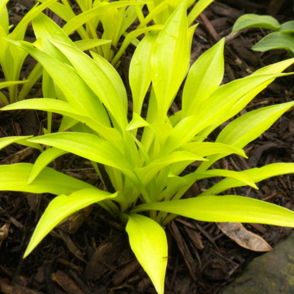 Hosta ‘Munchkin Fire’ – Pépinière Jasmin