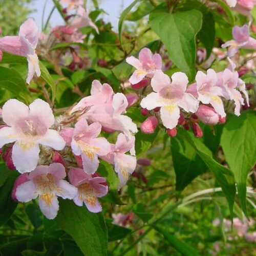 DIERVILLA FIREFLY NIGHTGLOW – Jardin Jasmin