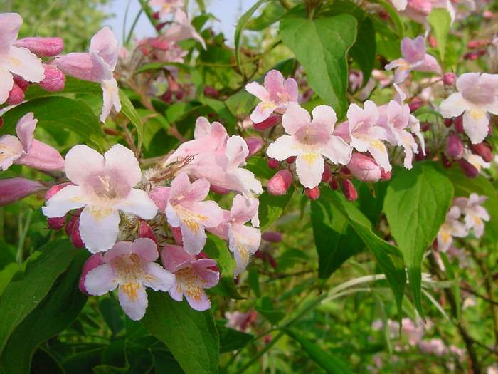 DIERVILLA FIREFLY NIGHTGLOW – Jardin Jasmin