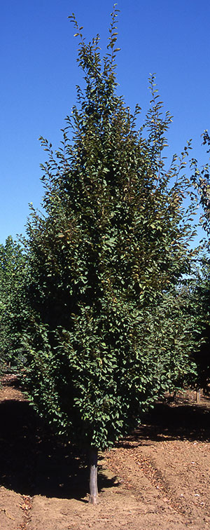 CARPINUS BET. COLUMNARIS NANA – Jardin Jasmin