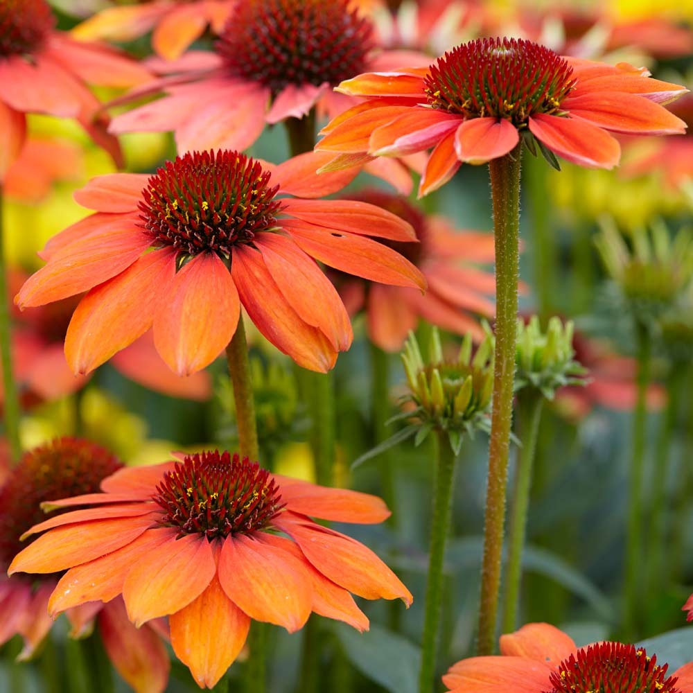 ECHINACEA KISMET INTENSE ORANGE – Jardin Jasmin