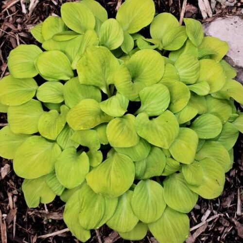 HOSTA WIGGLES AND SQUIGGLES – Jardin Jasmin