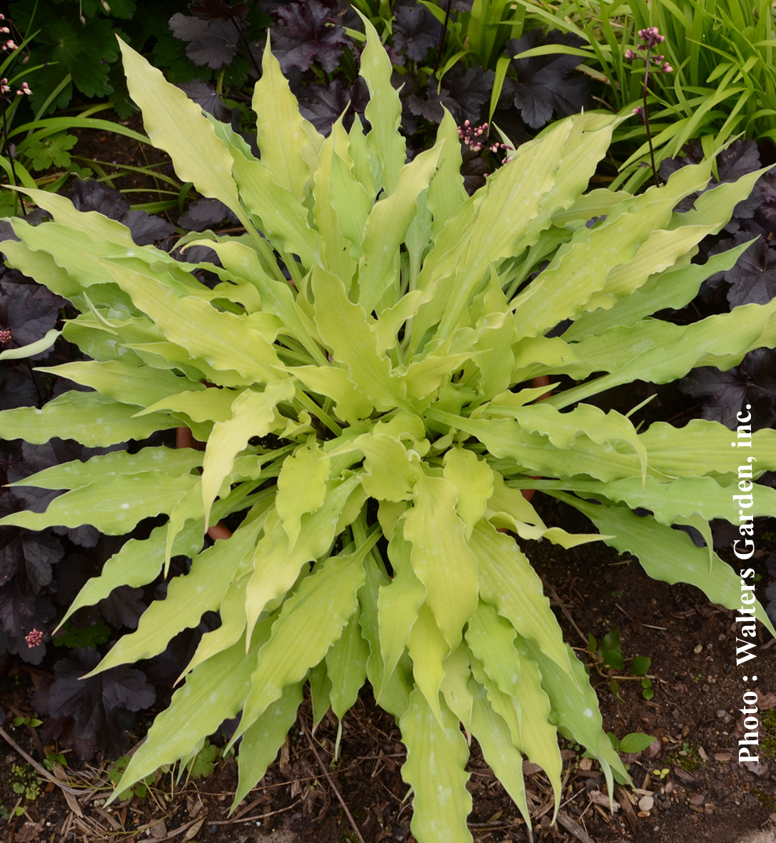 HOSTA SUN MOUSE – Jardin Jasmin