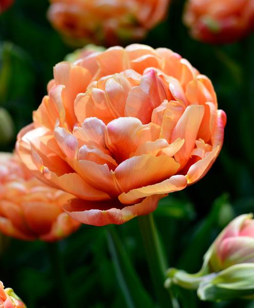 Copper Image – Pépinière Jasmin