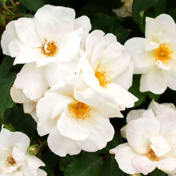 Rosa White Knock Out ou Rosa ‘Radwhite’ – Pépinière Jasmin